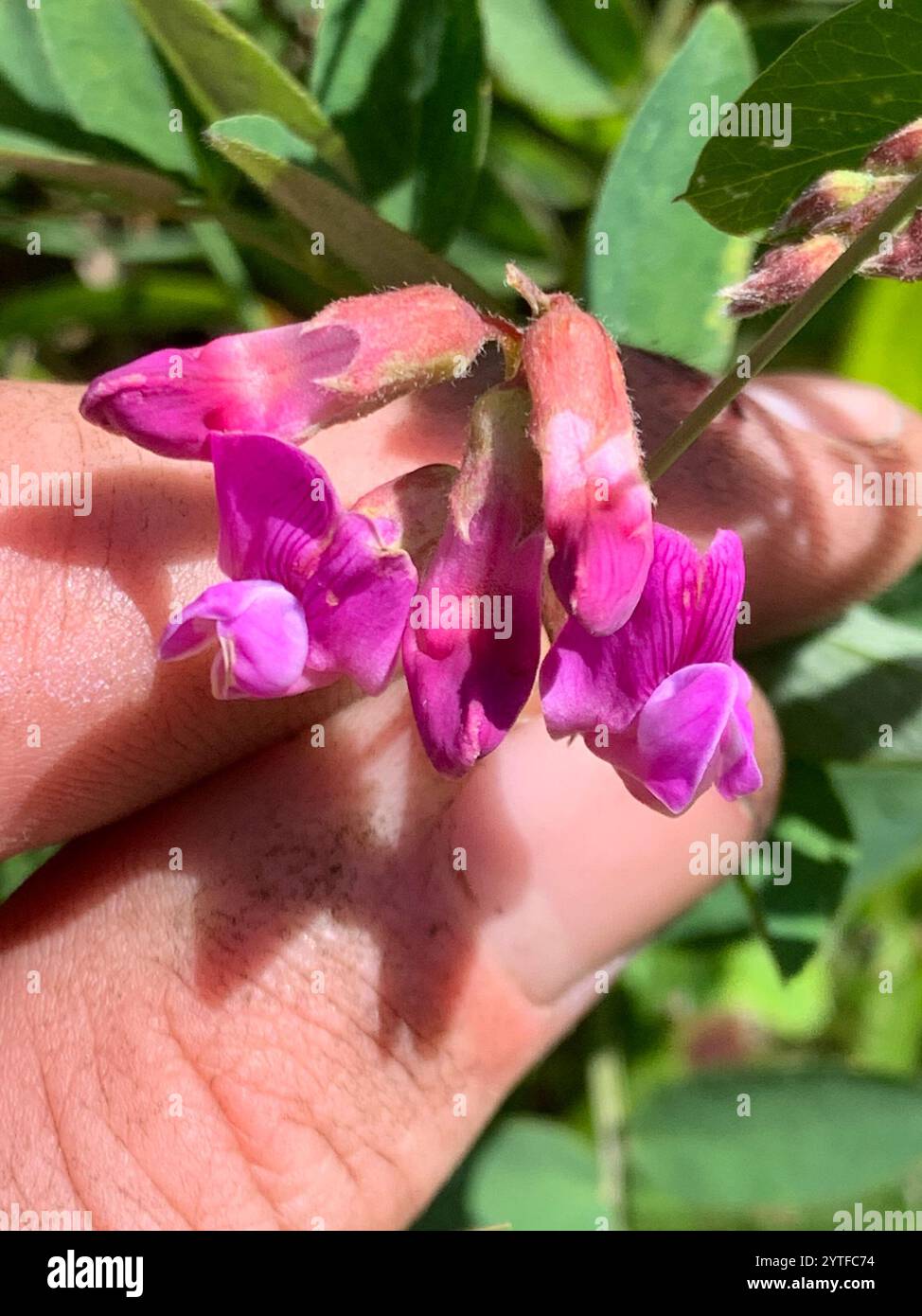 Sierra Nevada Peavine (Lathyrus nevadensis Stock Photo - Alamy