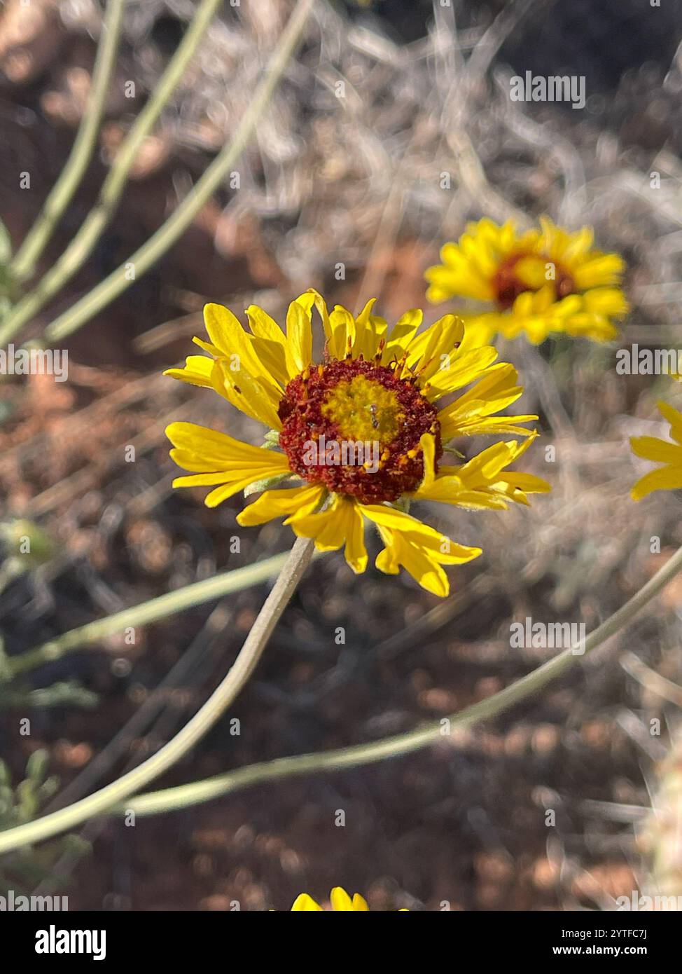 red dome blanketflower (Gaillardia pinnatifida Stock Photo - Alamy