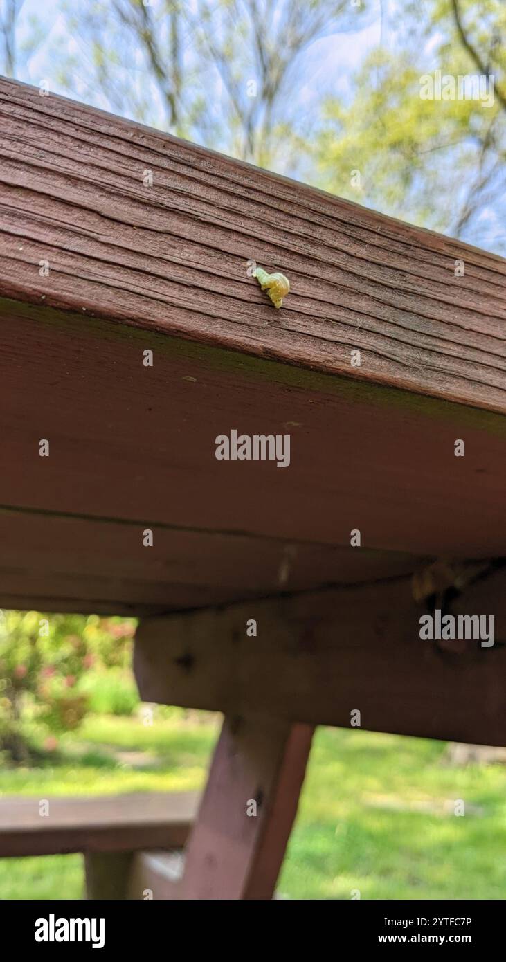 Spring Cankerworm Moth (Paleacrita vernata Stock Photo - Alamy