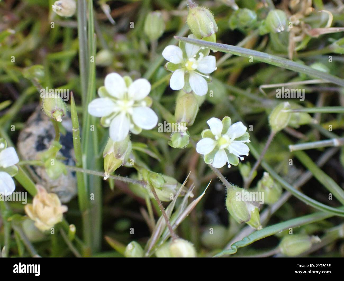Sticky-stem Pearlwort (Sagina maxima Stock Photo - Alamy