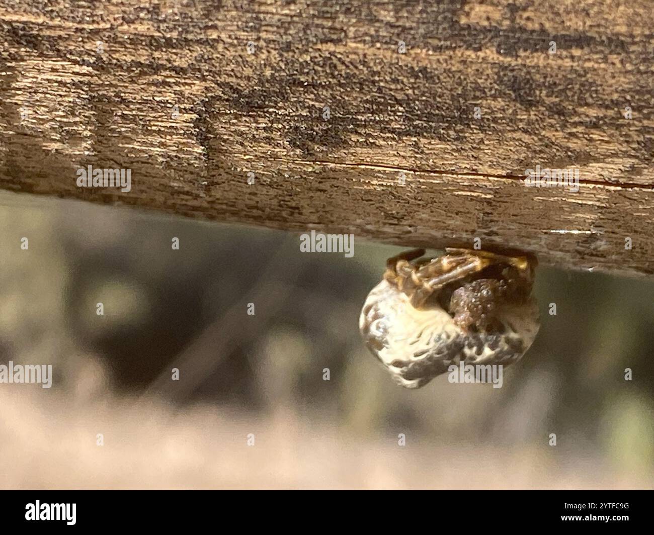 Southern Bolas Spider (Mastophora cornigera Stock Photo - Alamy