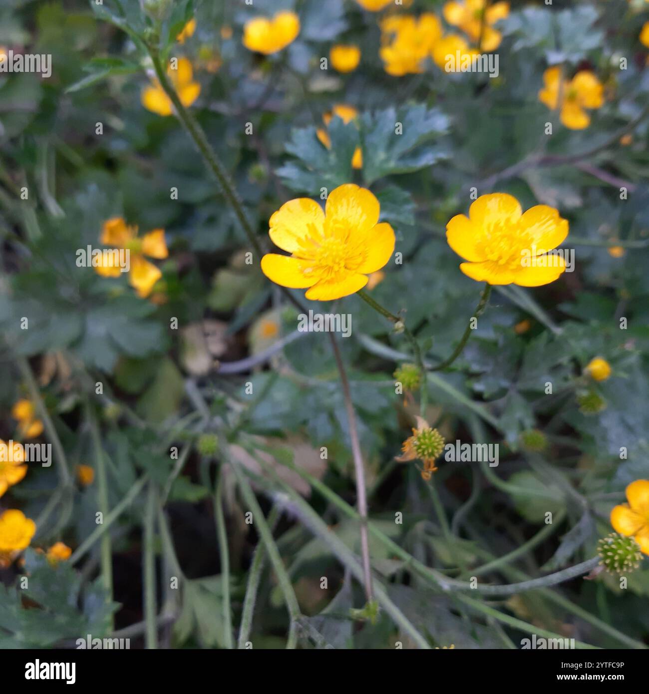 Creeping buttercup (Ranunculus repens Stock Photo - Alamy