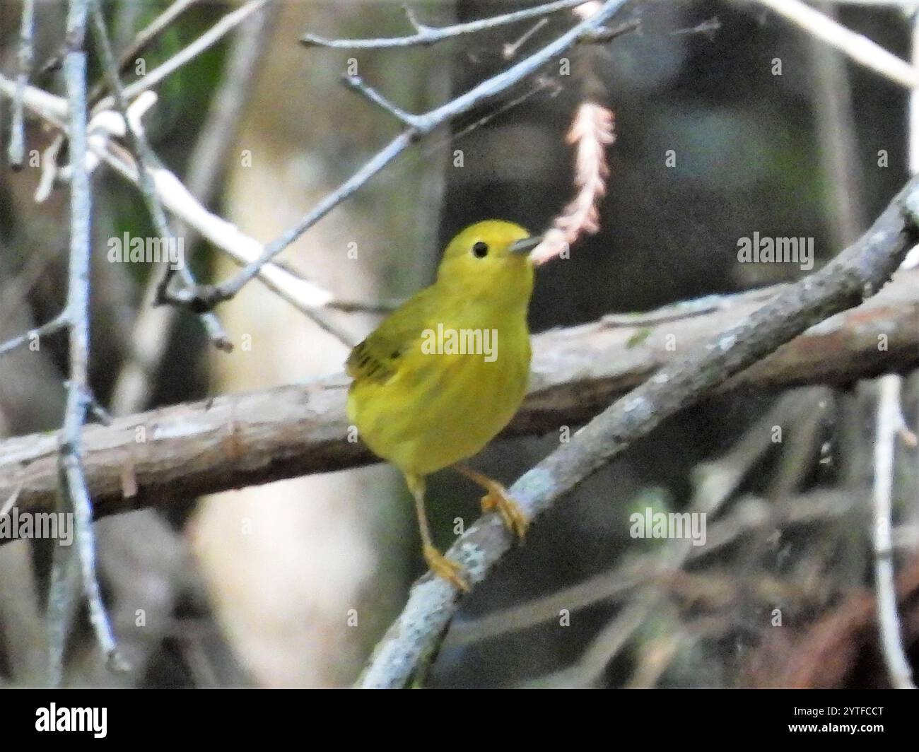 Yellow Warbler (Setophaga petechia Stock Photo - Alamy