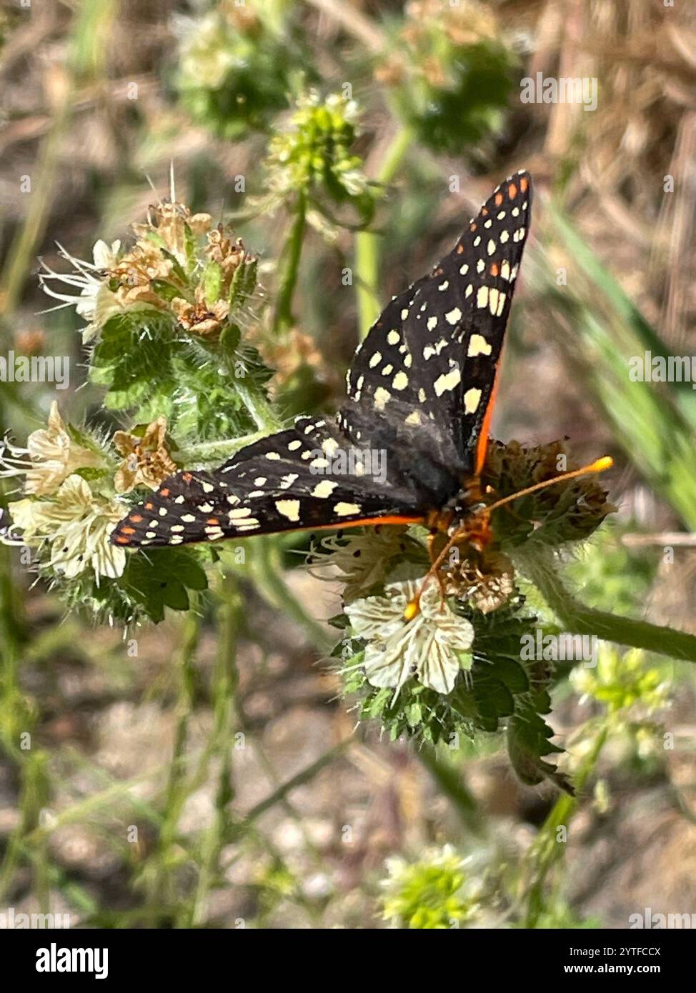 Variable Checkerspot (Euphydryas chalcedona Stock Photo - Alamy