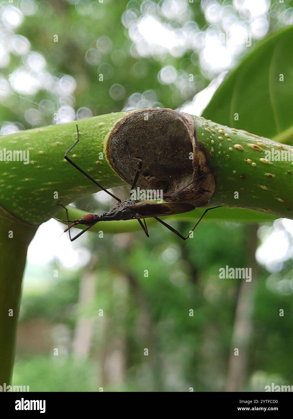 Banana Flies (Neriidae Stock Photo - Alamy