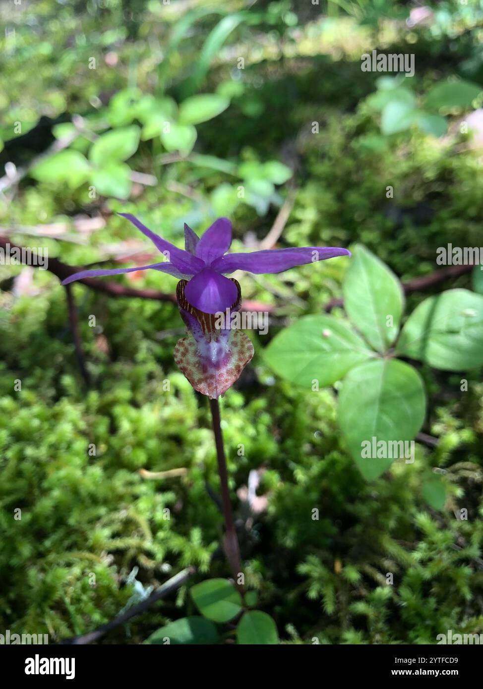 Western Fairy-slipper (Calypso bulbosa occidentalis Stock Photo - Alamy