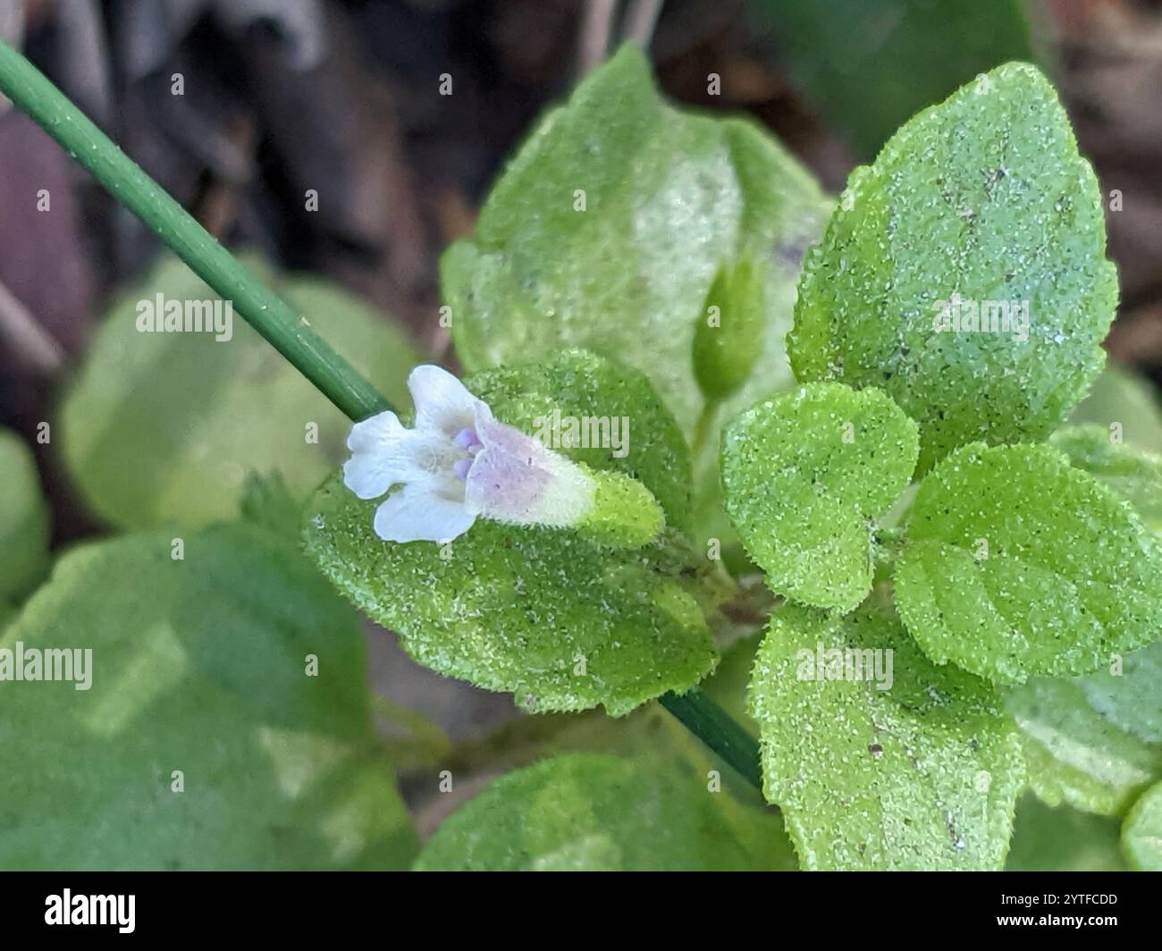 yerba buena (Clinopodium douglasii Stock Photo - Alamy