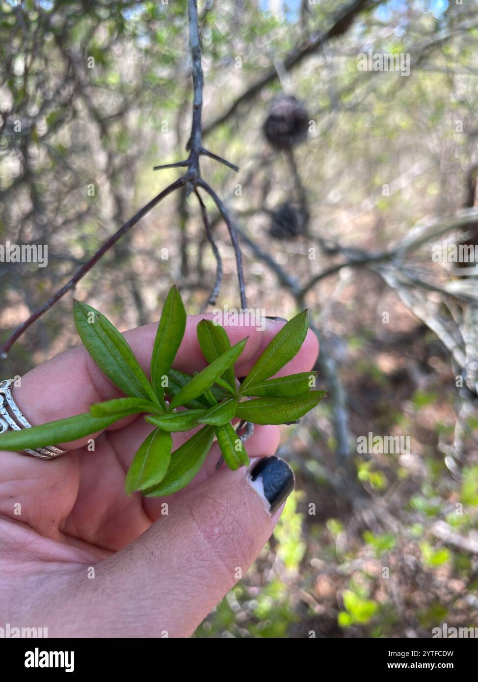 swamp azalea (Rhododendron viscosum Stock Photo - Alamy