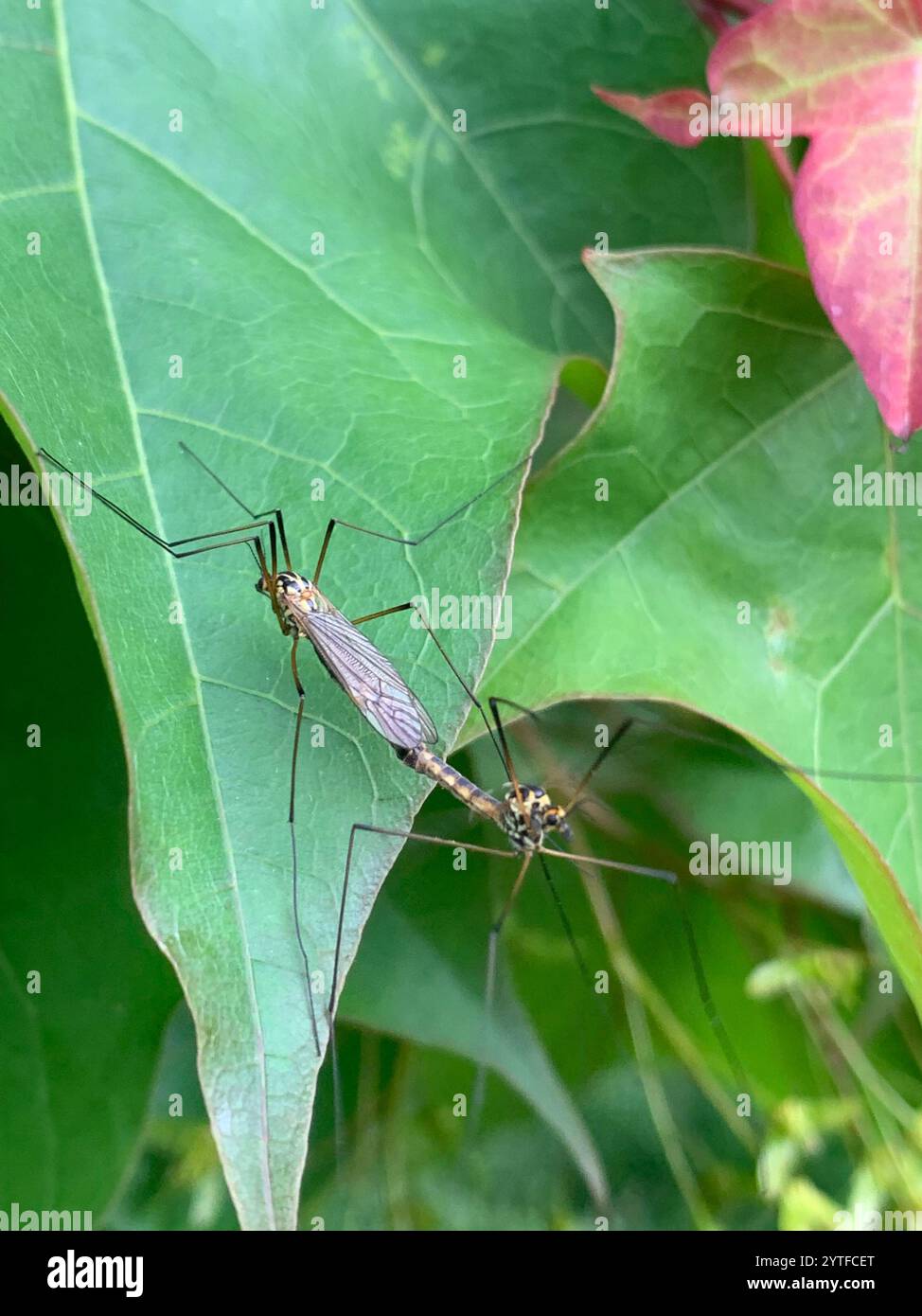 Spotted Cranefly (Nephrotoma appendiculata Stock Photo - Alamy