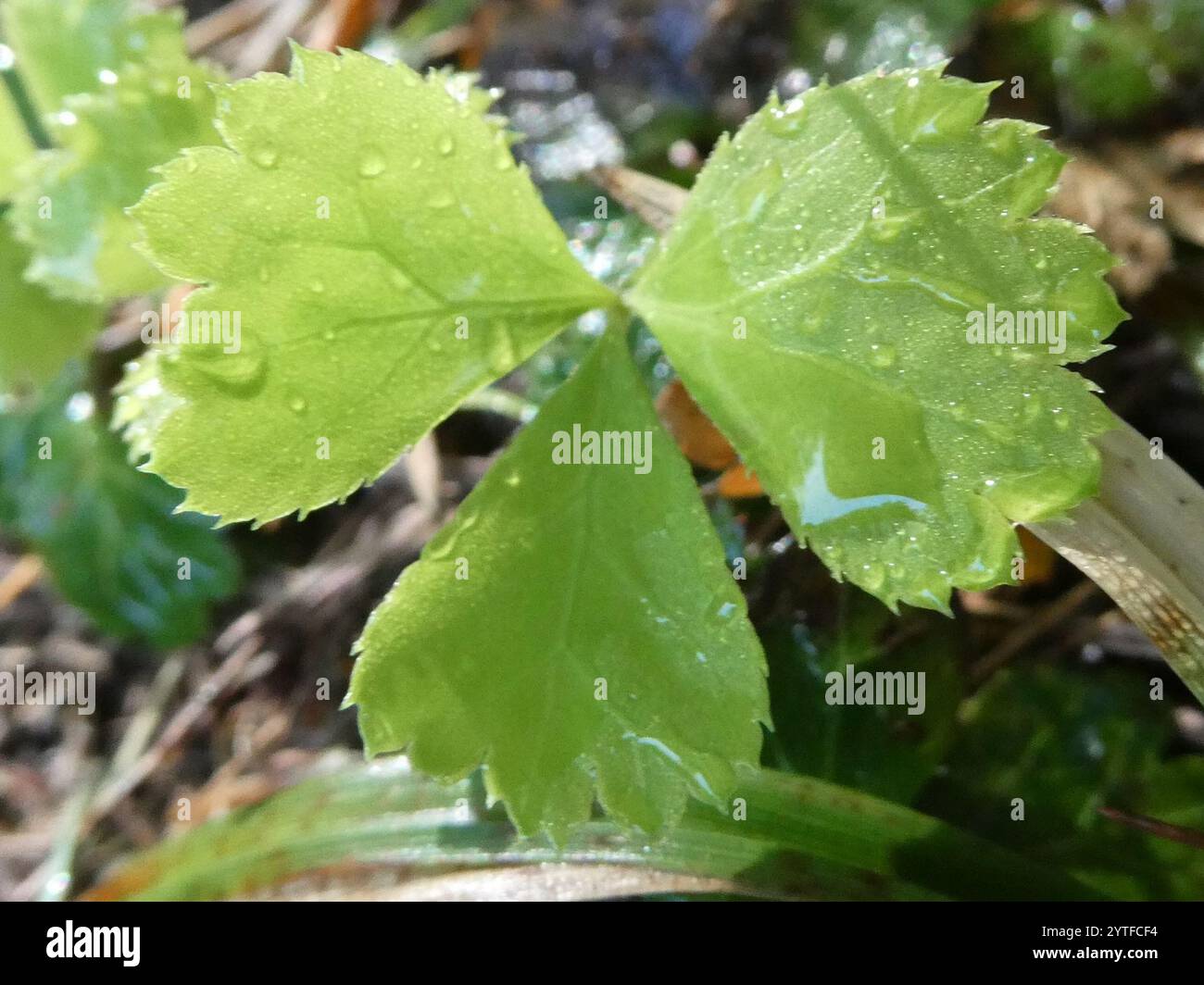 threeleaf goldthread (Coptis trifolia Stock Photo - Alamy