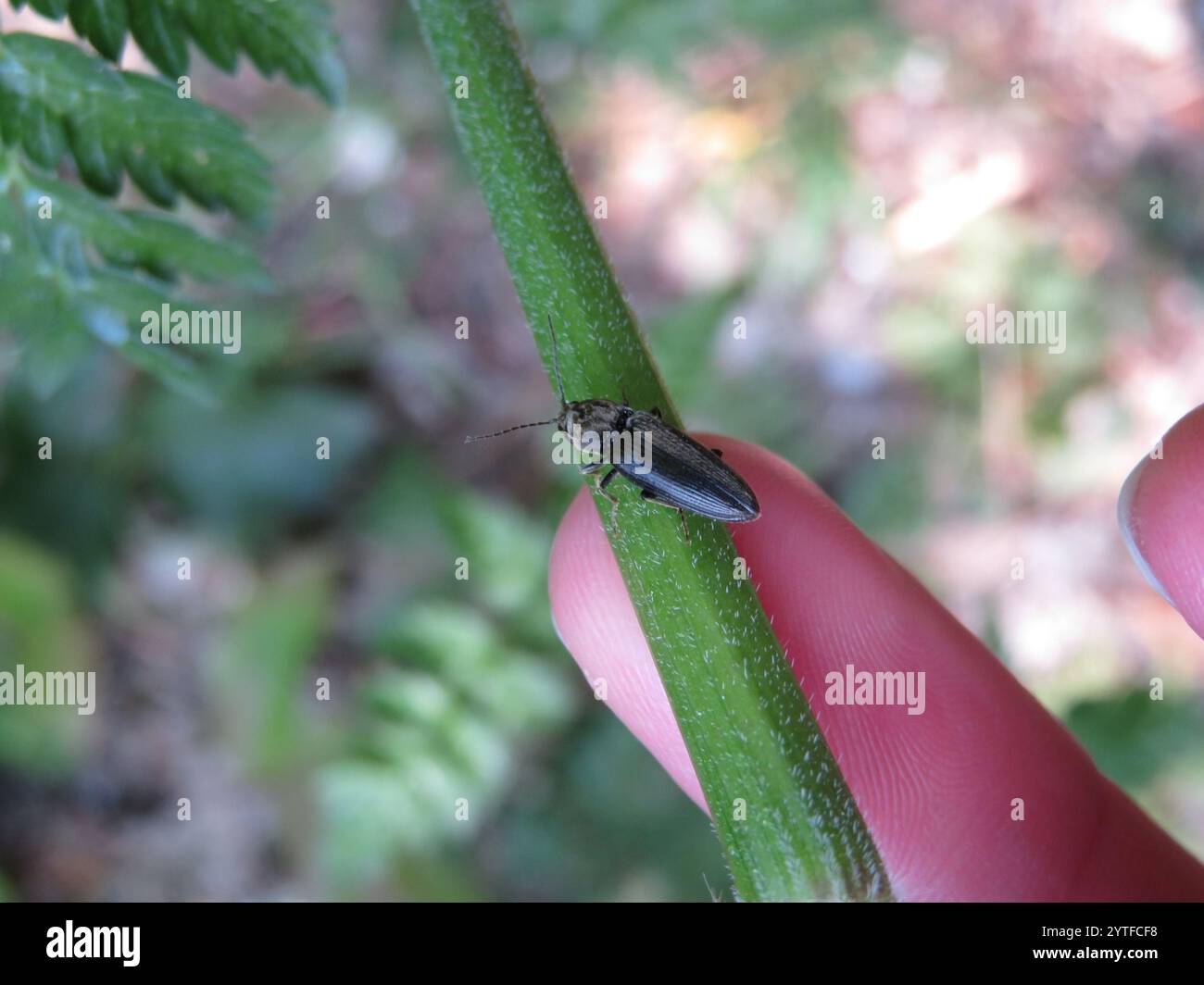 Click Beetles (Elateridae Stock Photo - Alamy