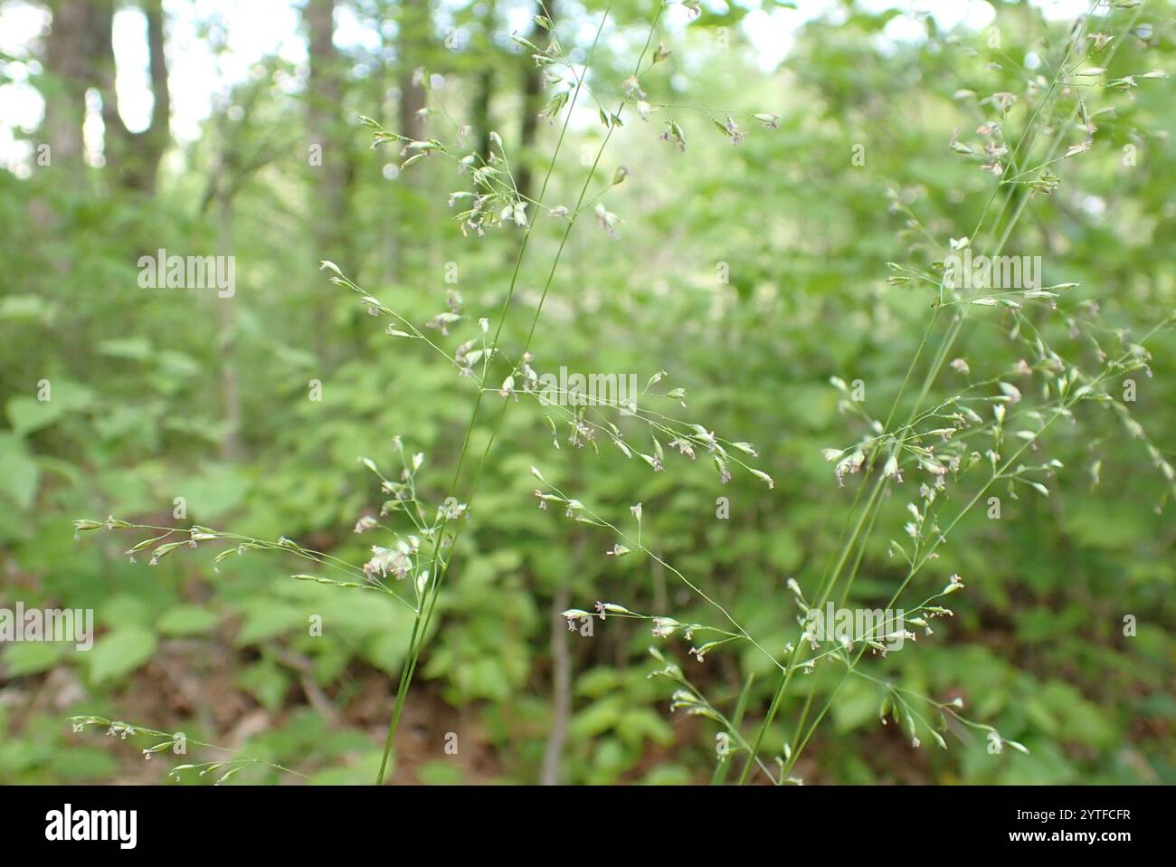 Shiny Wedgegrass (Sphenopholis nitida Stock Photo - Alamy