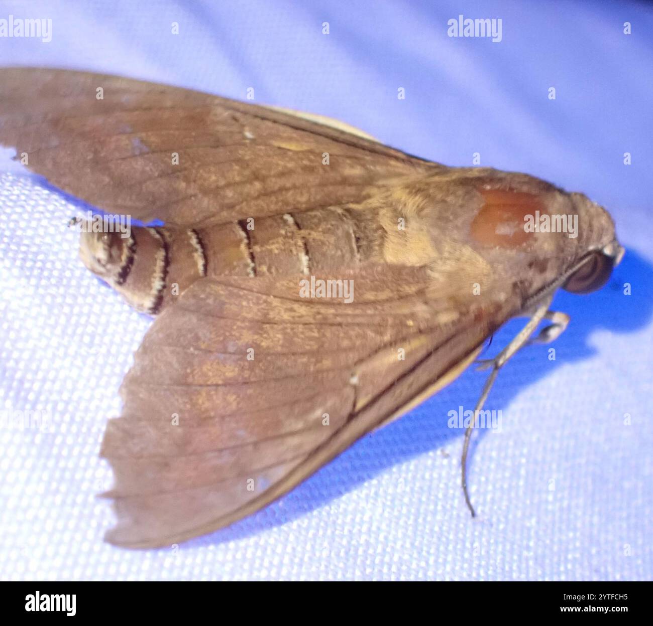 Comma Nephele (Nephele comma Stock Photo - Alamy