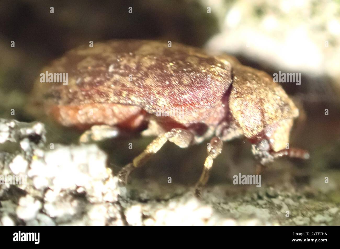 Deathwatch beetle hi-res stock photography and images - Alamy