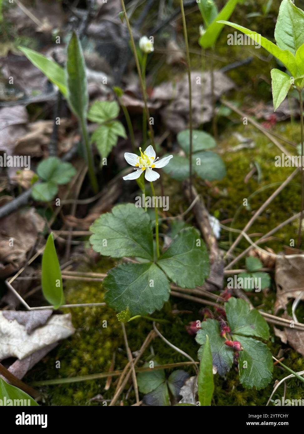 threeleaf goldthread (Coptis trifolia Stock Photo - Alamy