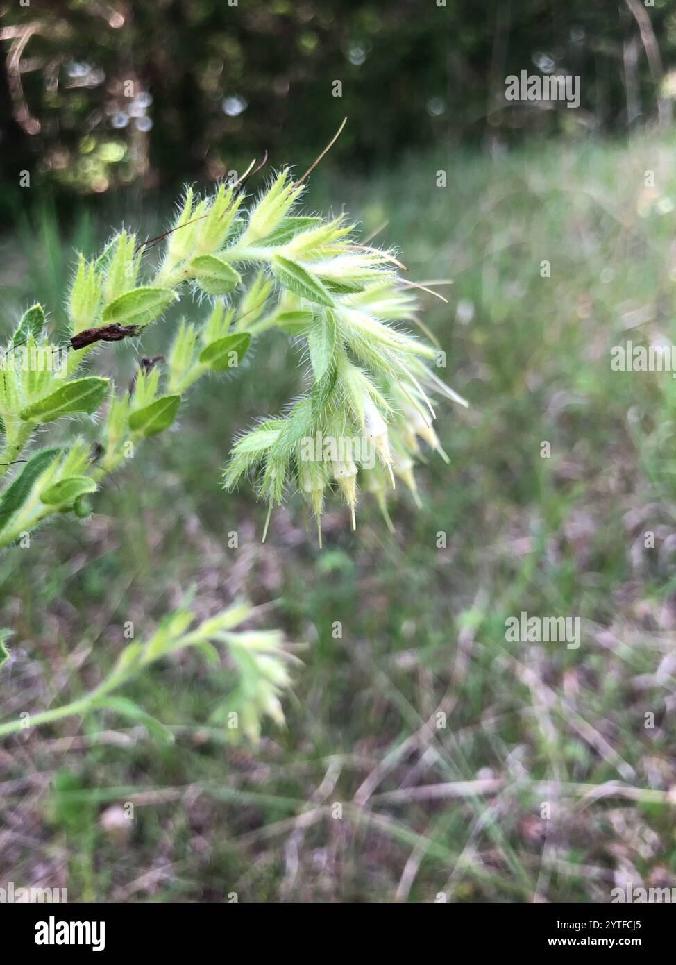 Marbleseed hi-res stock photography and images - Alamy