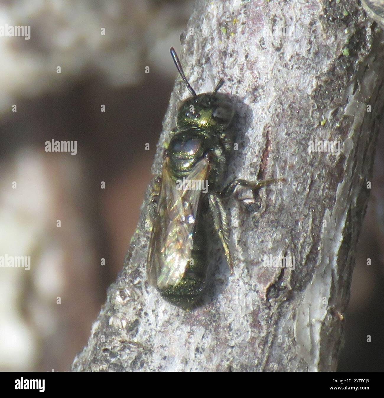 Small Carpenter Bees (Ceratina Stock Photo - Alamy