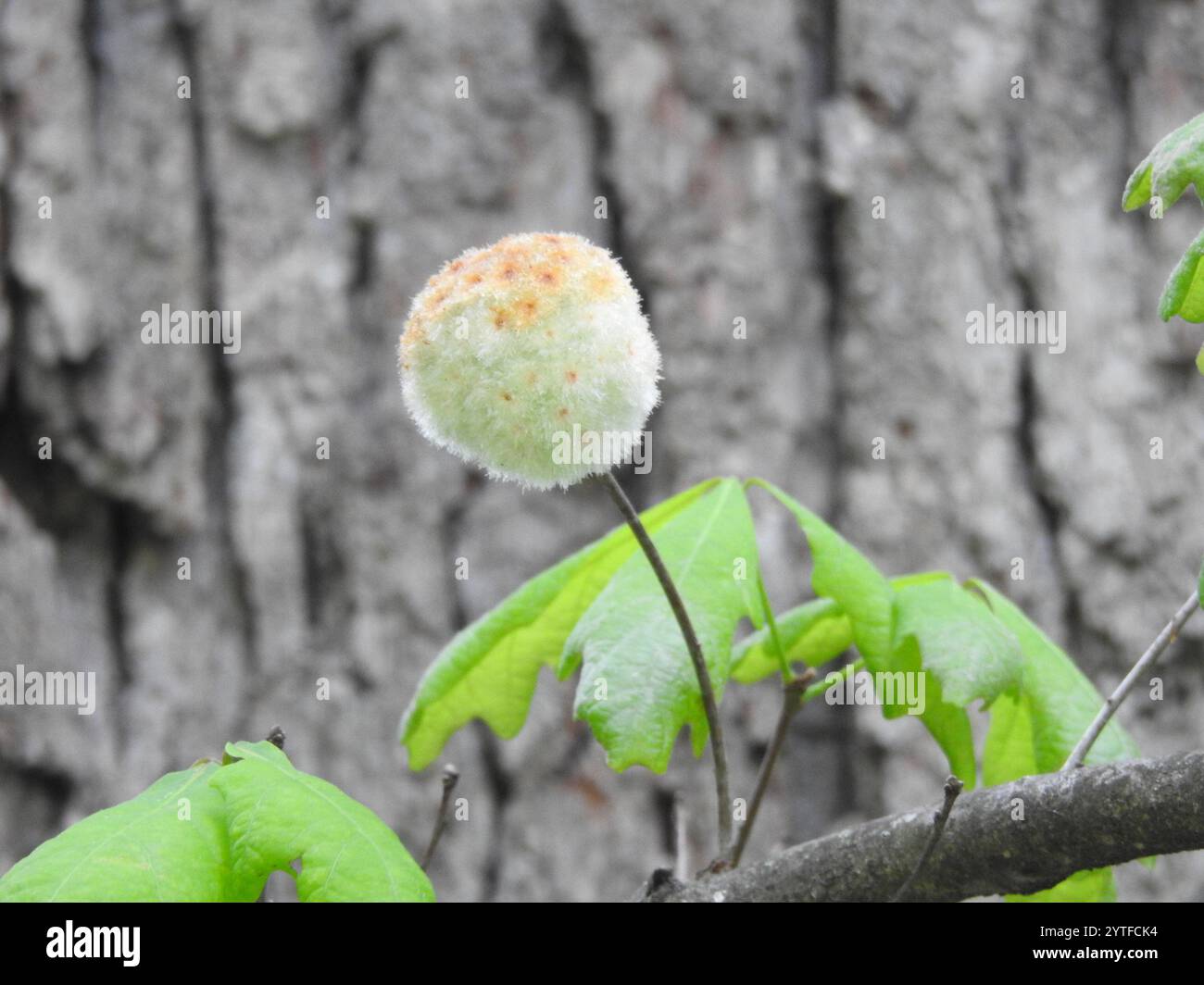 Callirhytis seminator hi-res stock photography and images - Alamy