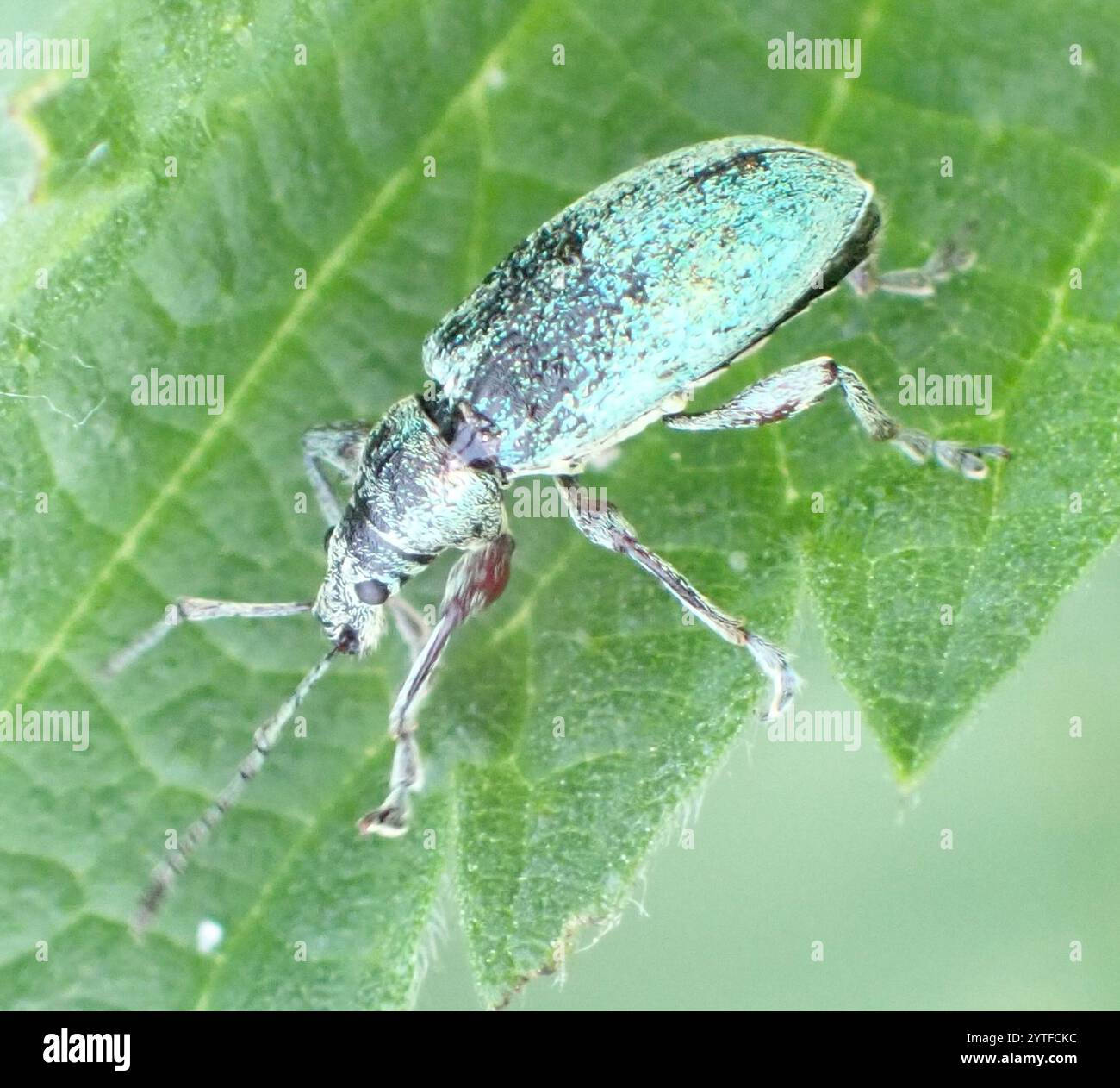 Nettle weevil (Phyllobius pomaceus Stock Photo - Alamy
