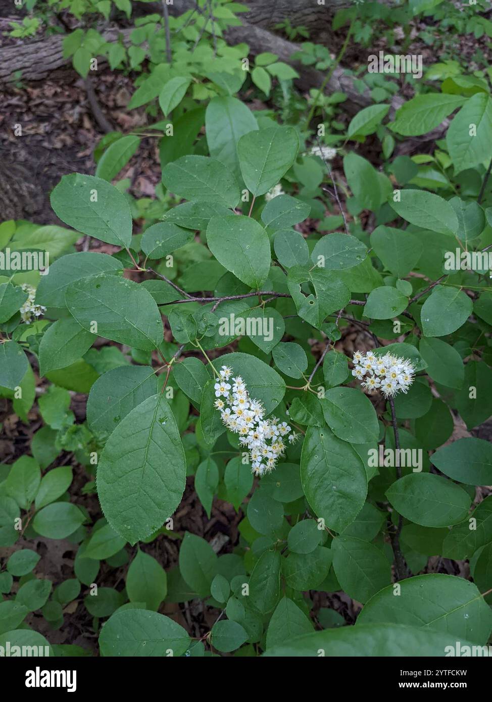 chokecherry (Prunus virginiana Stock Photo - Alamy