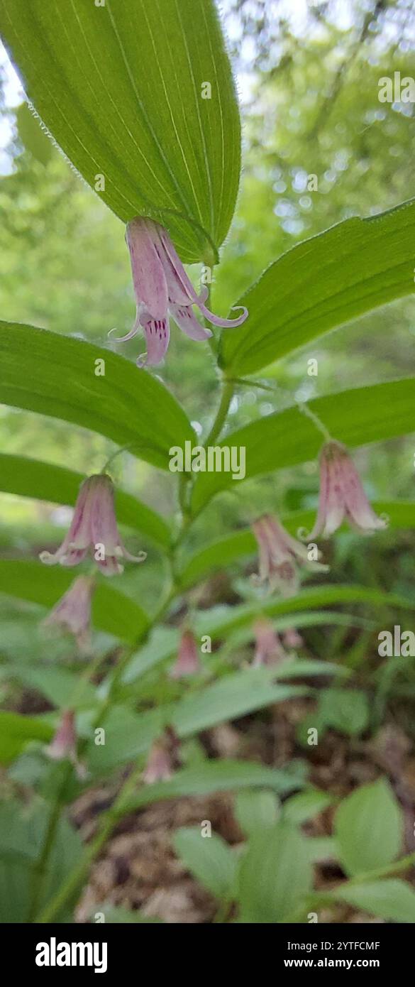 rose twisted-stalk (Streptopus lanceolatus Stock Photo - Alamy
