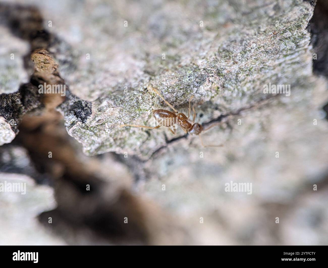Turfgrass Ant (Lasius neoniger Stock Photo - Alamy