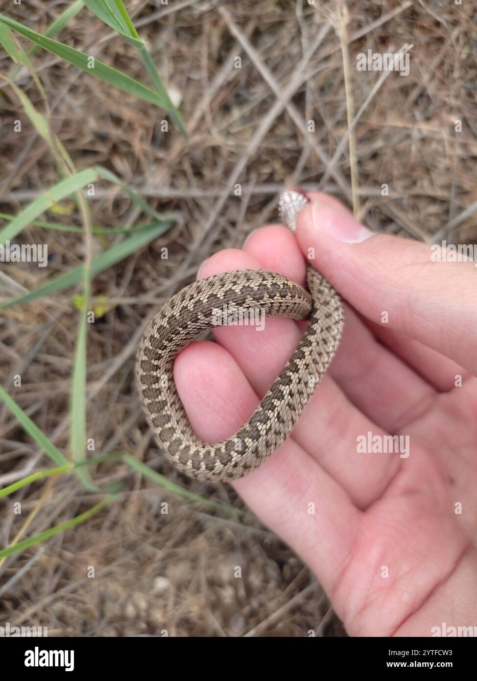 Steppe Viper (Vipera renardi Stock Photo - Alamy