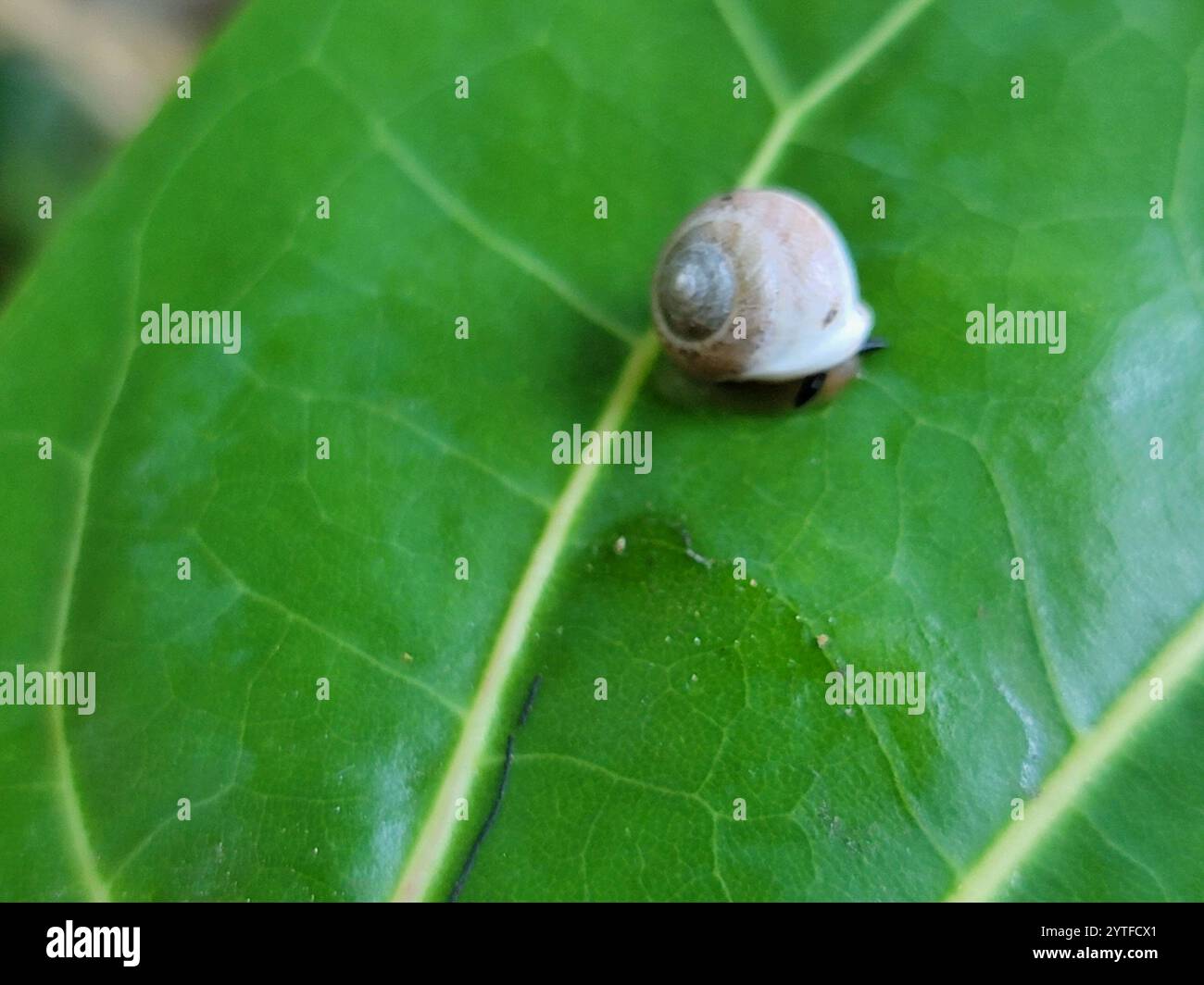 Rainbow Drop (Helicina clappi Stock Photo - Alamy