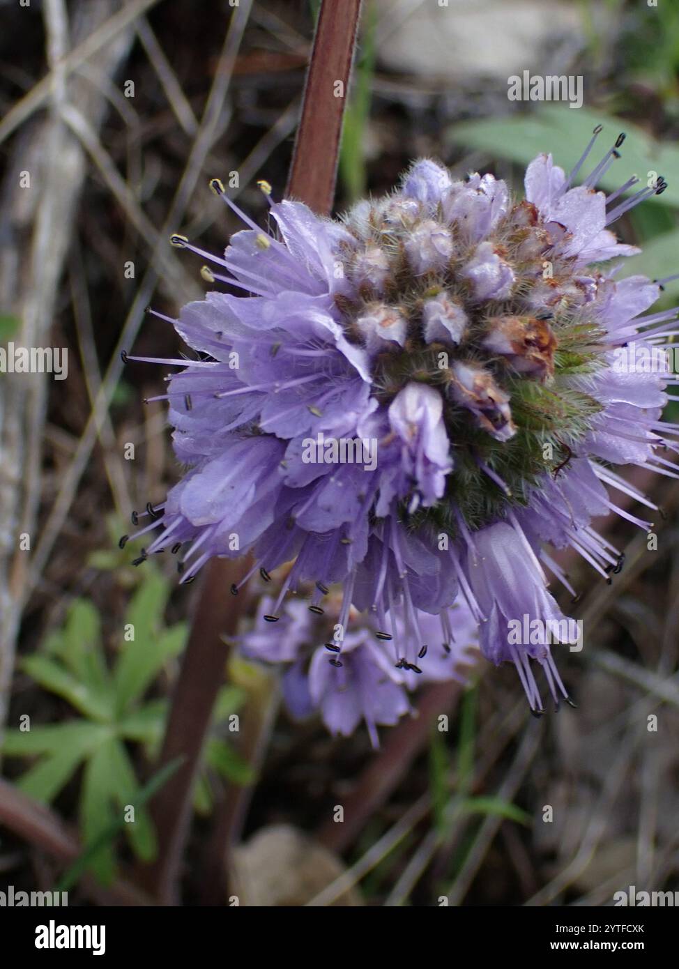 ballhead waterleaf (Hydrophyllum capitatum Stock Photo - Alamy