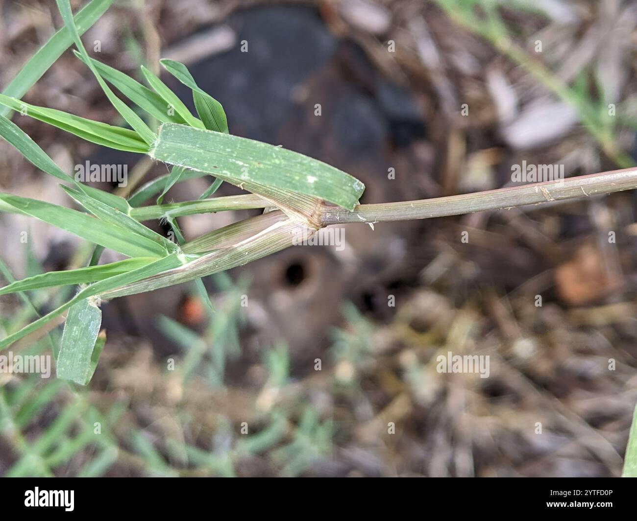 Bermuda grass (Cynodon dactylon Stock Photo - Alamy
