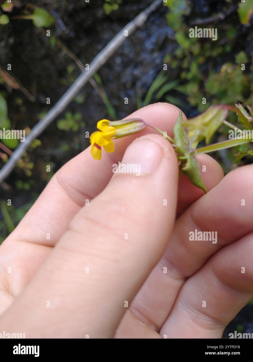 shy monkeyflower (Erythranthe nasuta Stock Photo - Alamy