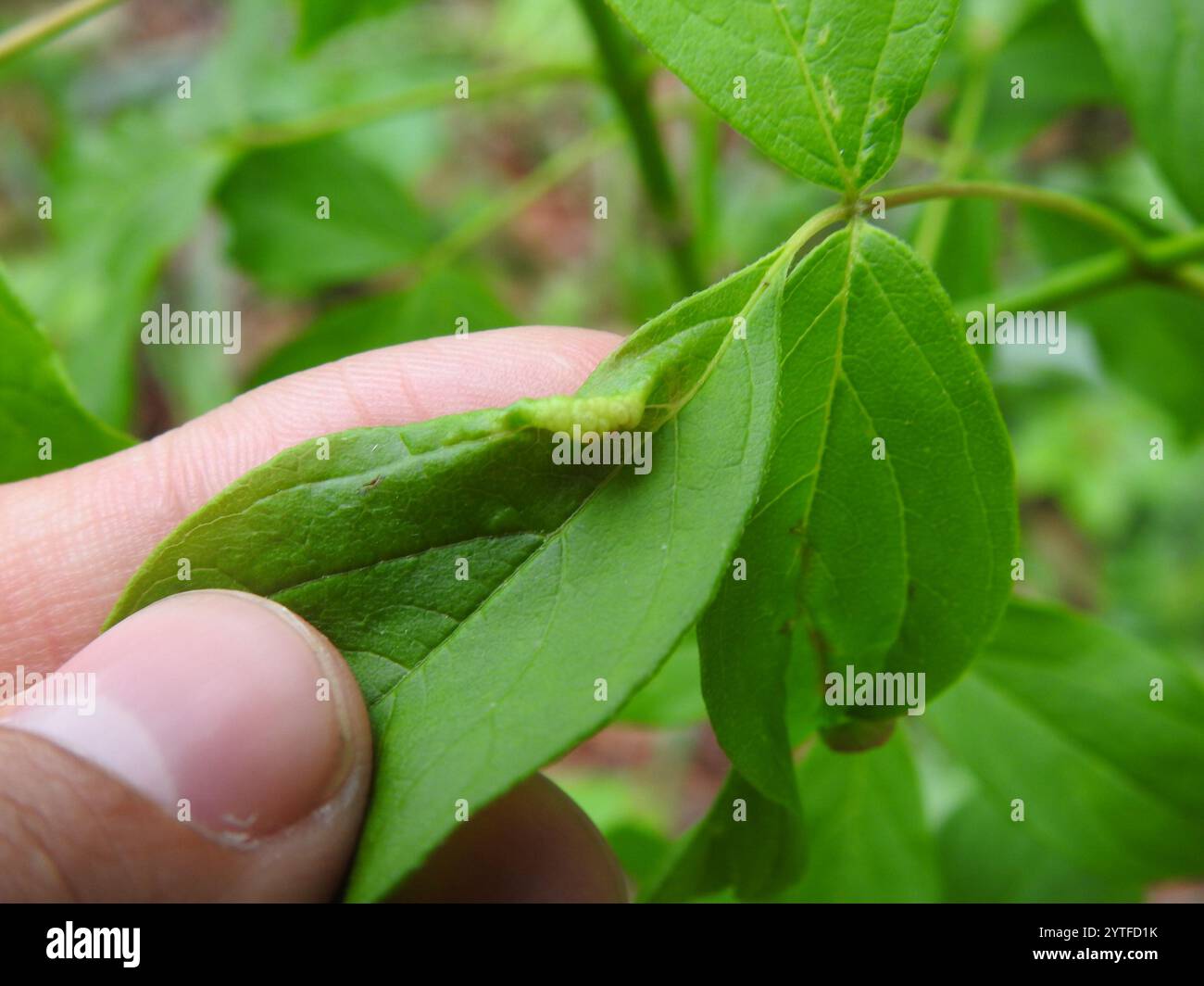 Gall and Rust Mites (Eriophyidae Stock Photo - Alamy