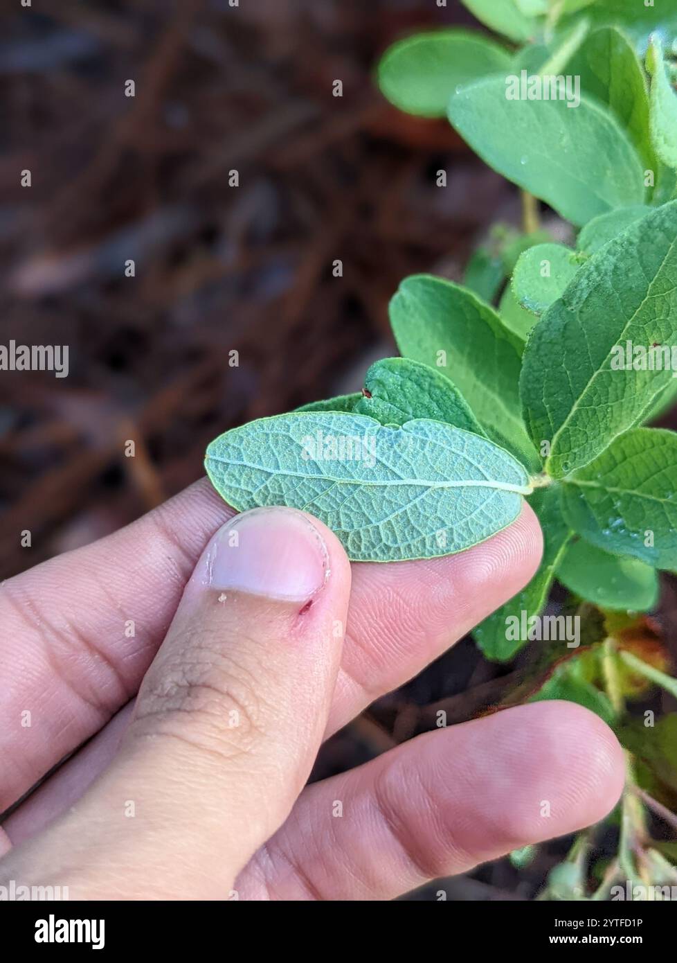 Dwarf Dangleberry (Gaylussacia nana Stock Photo - Alamy