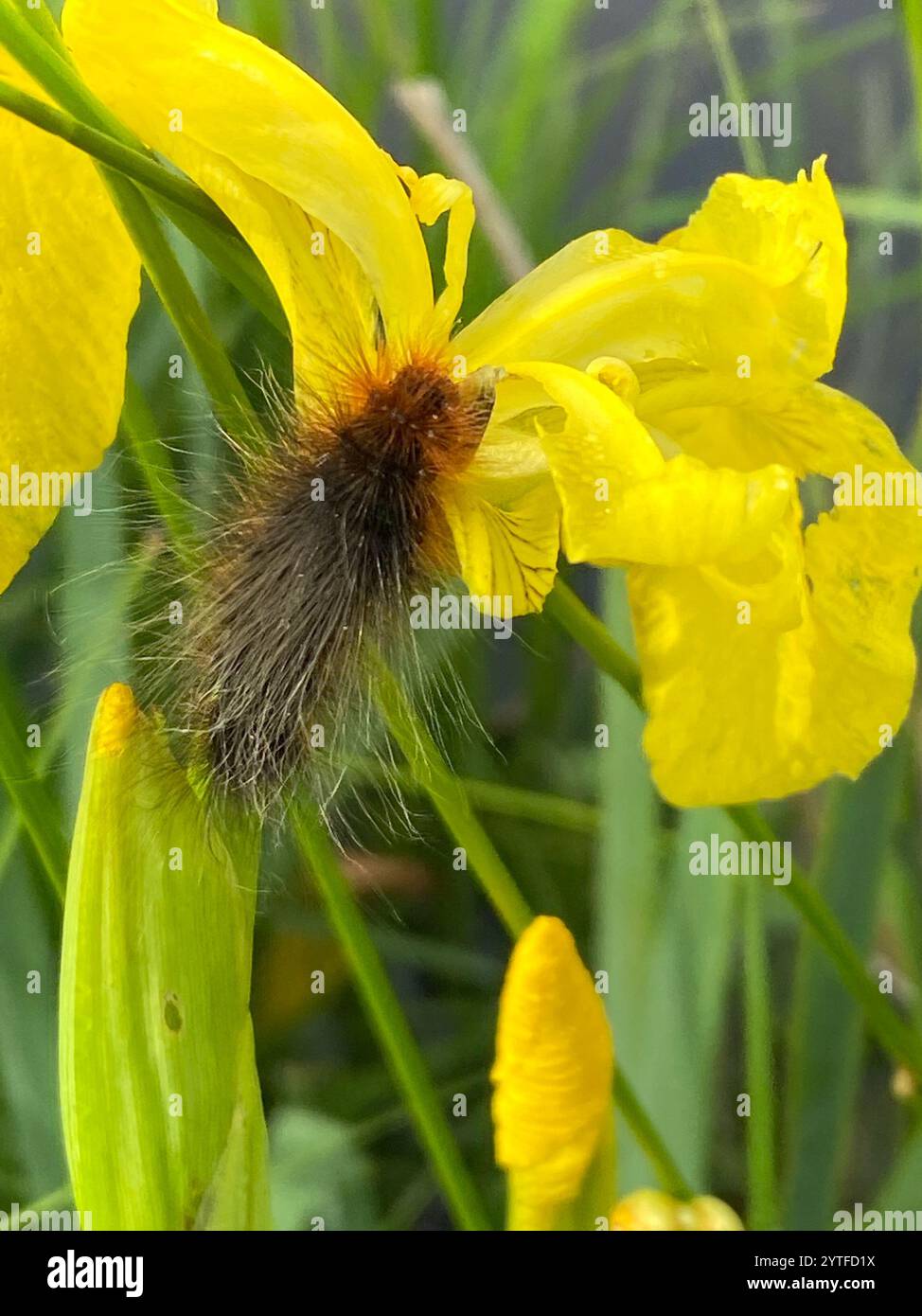 Garden Tiger (Arctia caja Stock Photo - Alamy