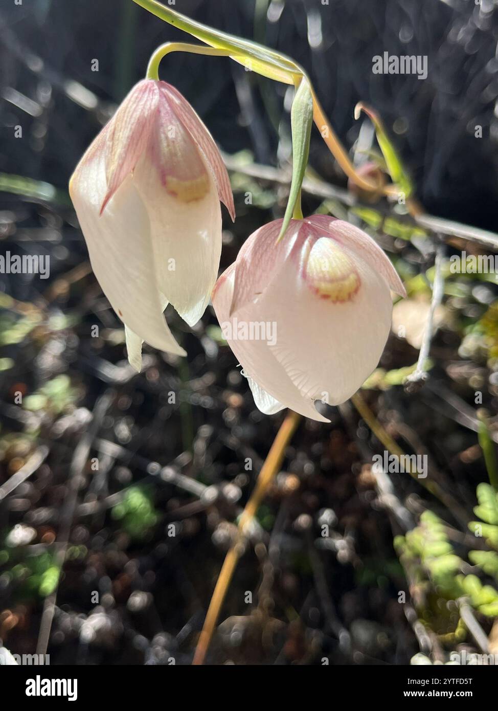 White Globe Lily (Calochortus albus Stock Photo - Alamy