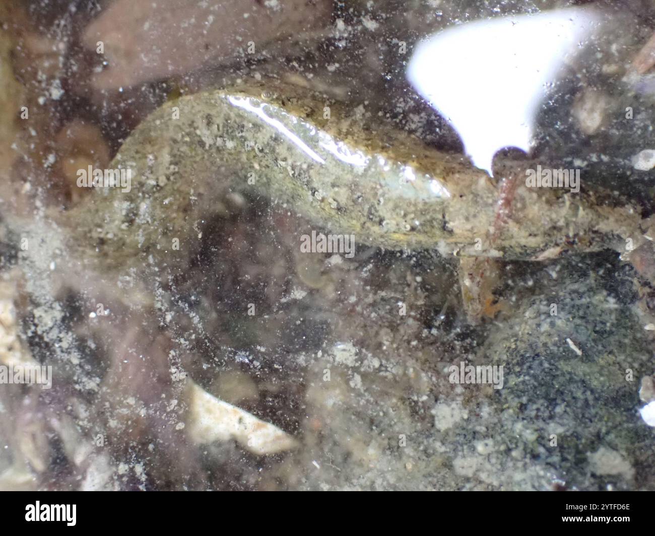 High Cockscomb (Anoplarchus purpurescens Stock Photo - Alamy