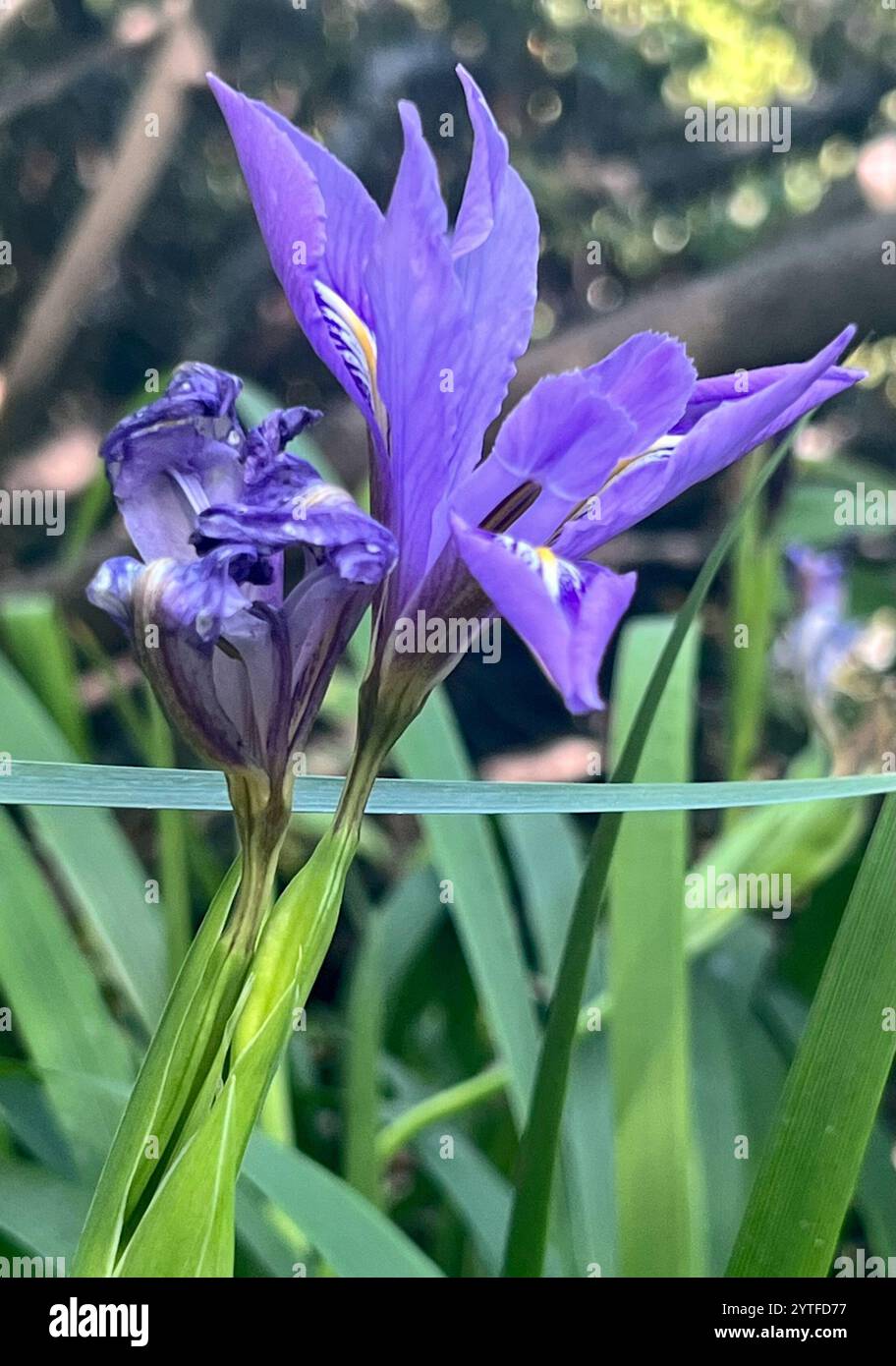 Douglas iris (Iris douglasiana Stock Photo - Alamy