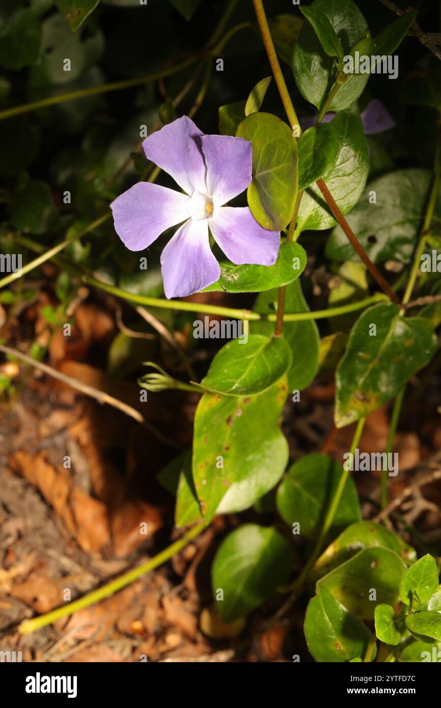 greater periwinkle (Vinca major Stock Photo - Alamy