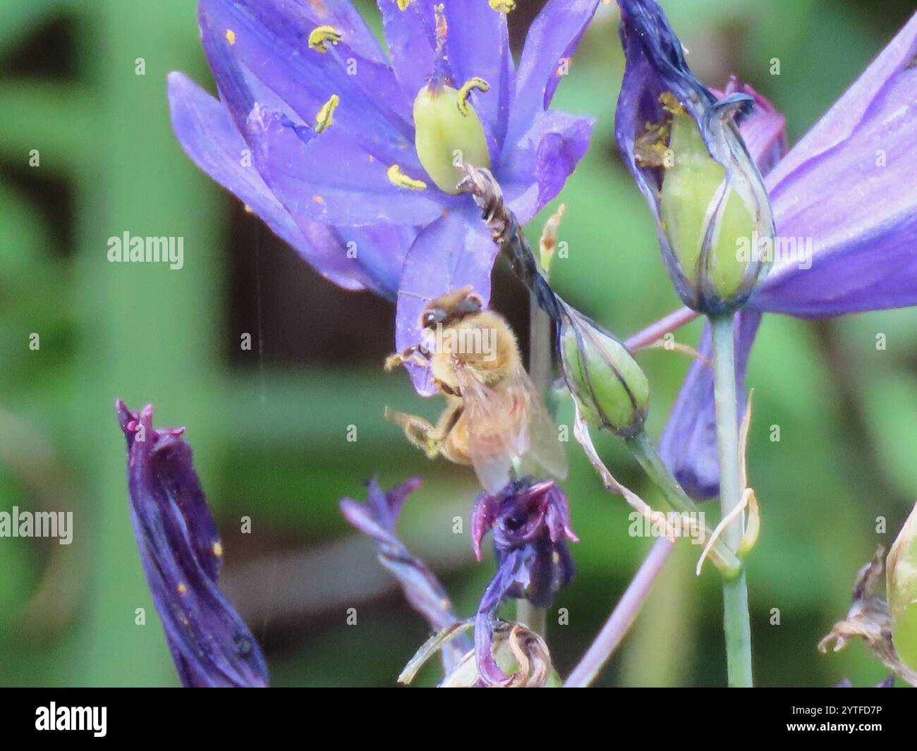 Western Honey Bee (Apis mellifera Stock Photo - Alamy
