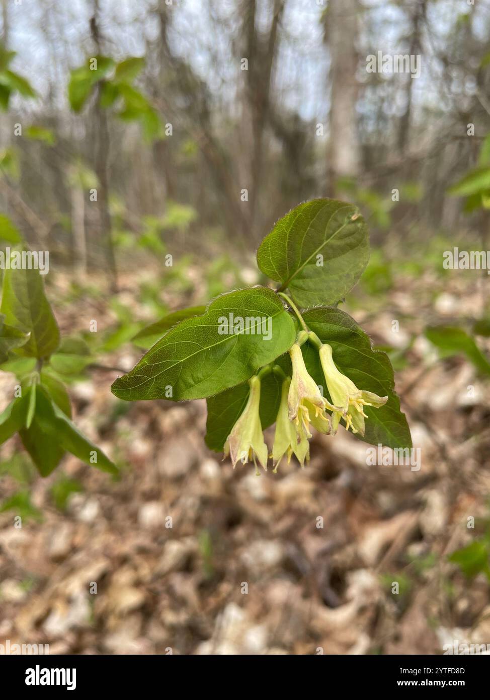 American fly-honeysuckle (Lonicera canadensis Stock Photo - Alamy