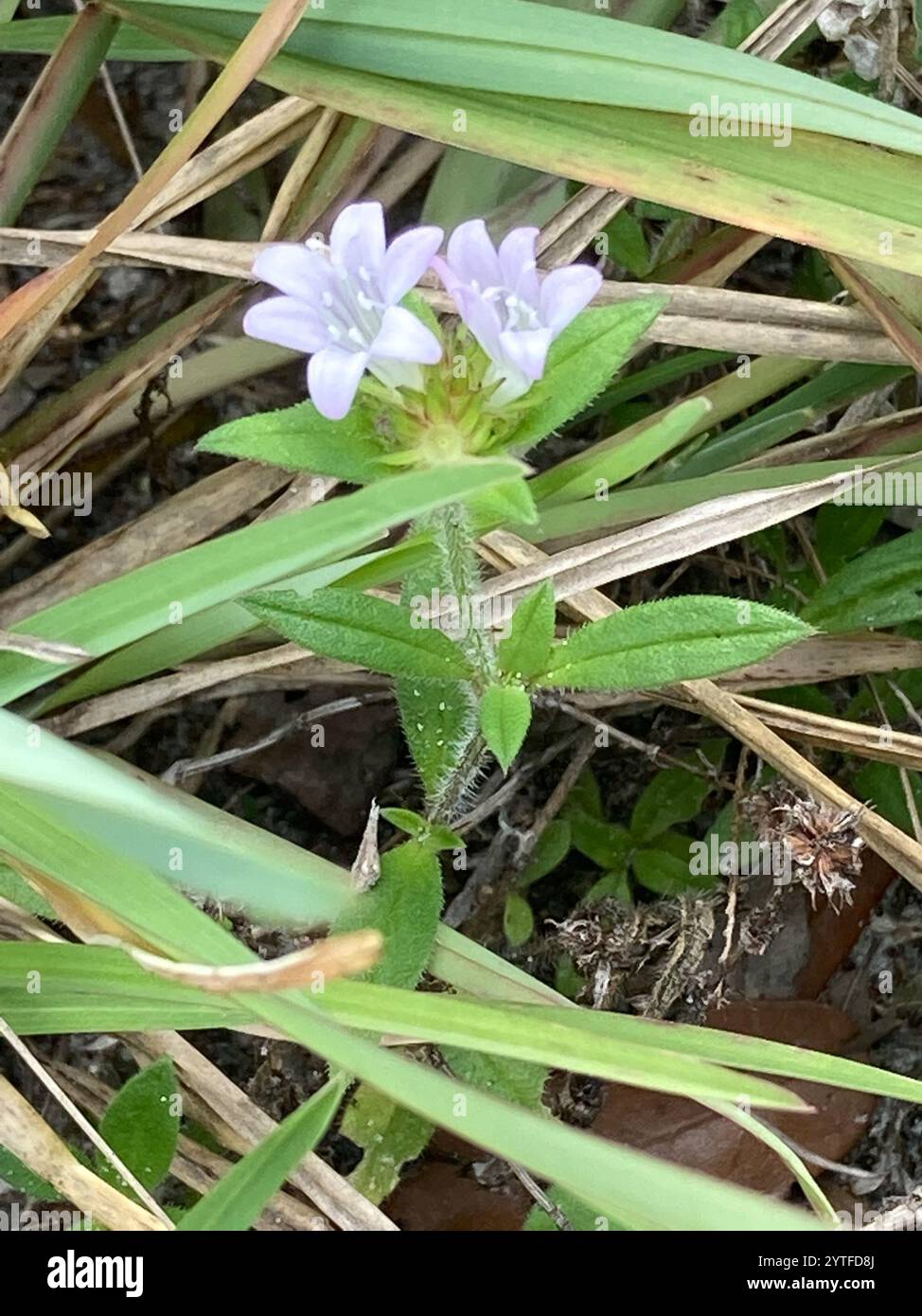 largeflower Mexican clover (Richardia grandiflora Stock Photo - Alamy