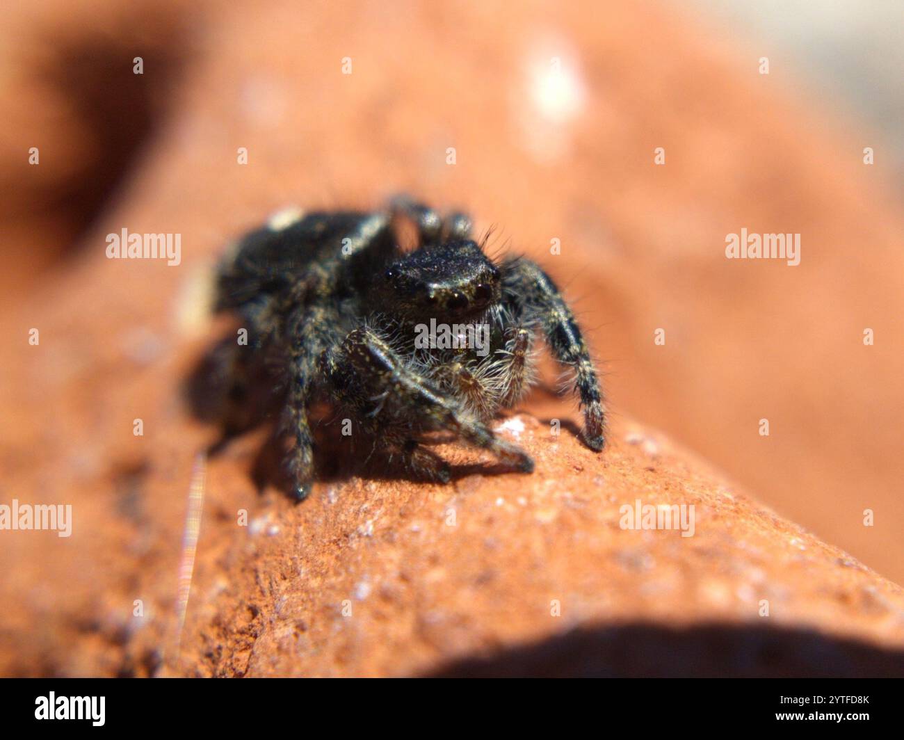 Bold Jumping Spider (Phidippus audax Stock Photo - Alamy