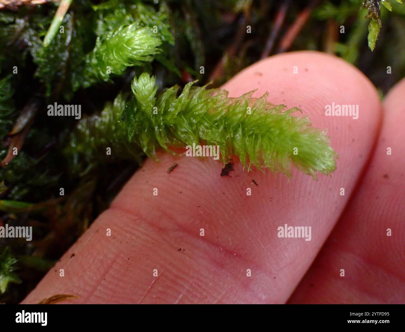 Pipecleaner Moss (Rhytidiopsis robusta Stock Photo - Alamy