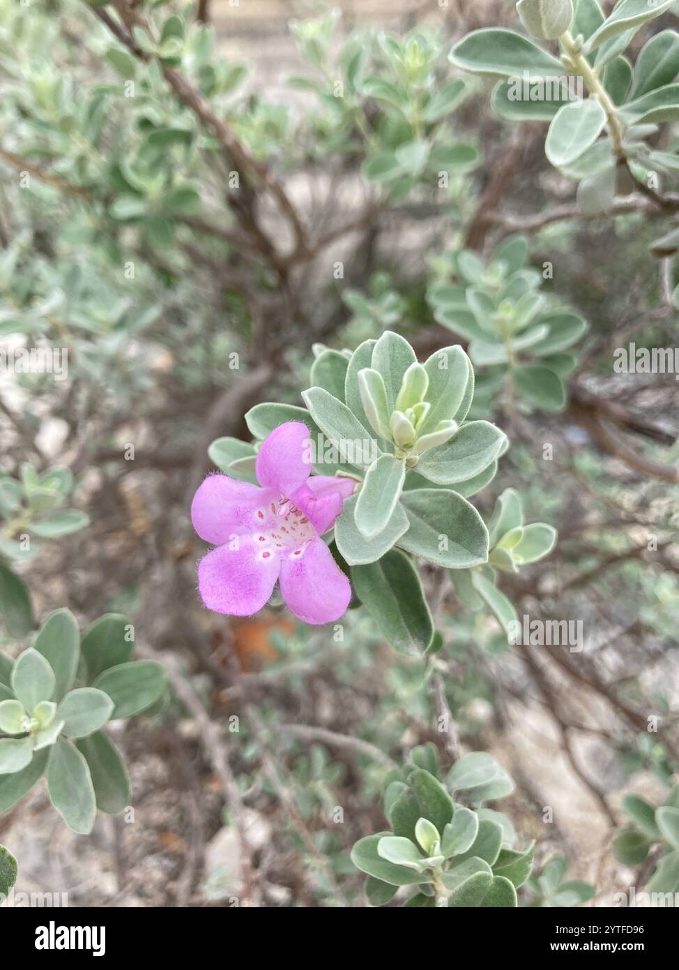cenizo (Leucophyllum frutescens Stock Photo - Alamy