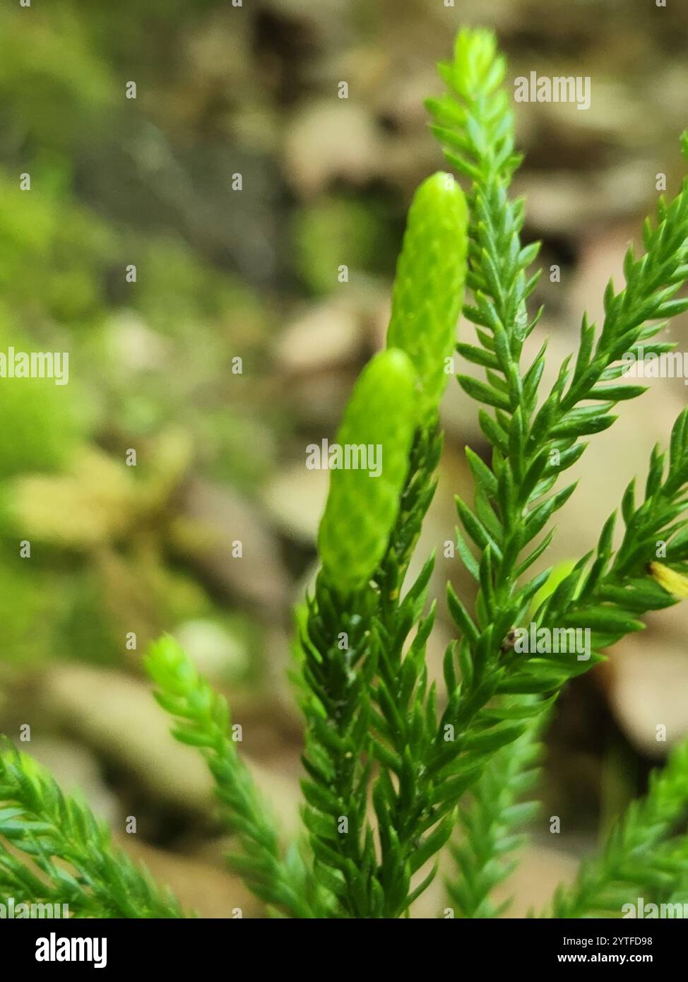 flat-branched tree-clubmoss (Dendrolycopodium obscurum Stock Photo - Alamy