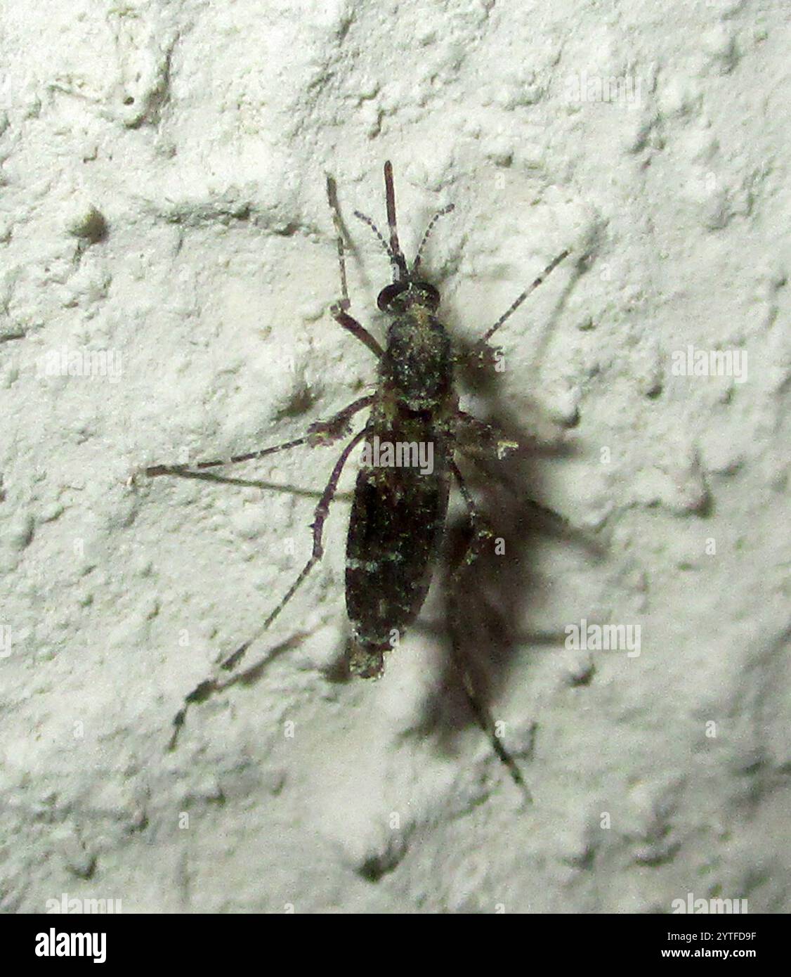 Culicine mosquitoes hi-res stock photography and images - Alamy