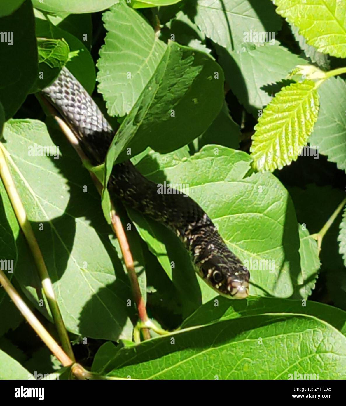 Green Whip Snake (Hierophis viridiflavus Stock Photo - Alamy