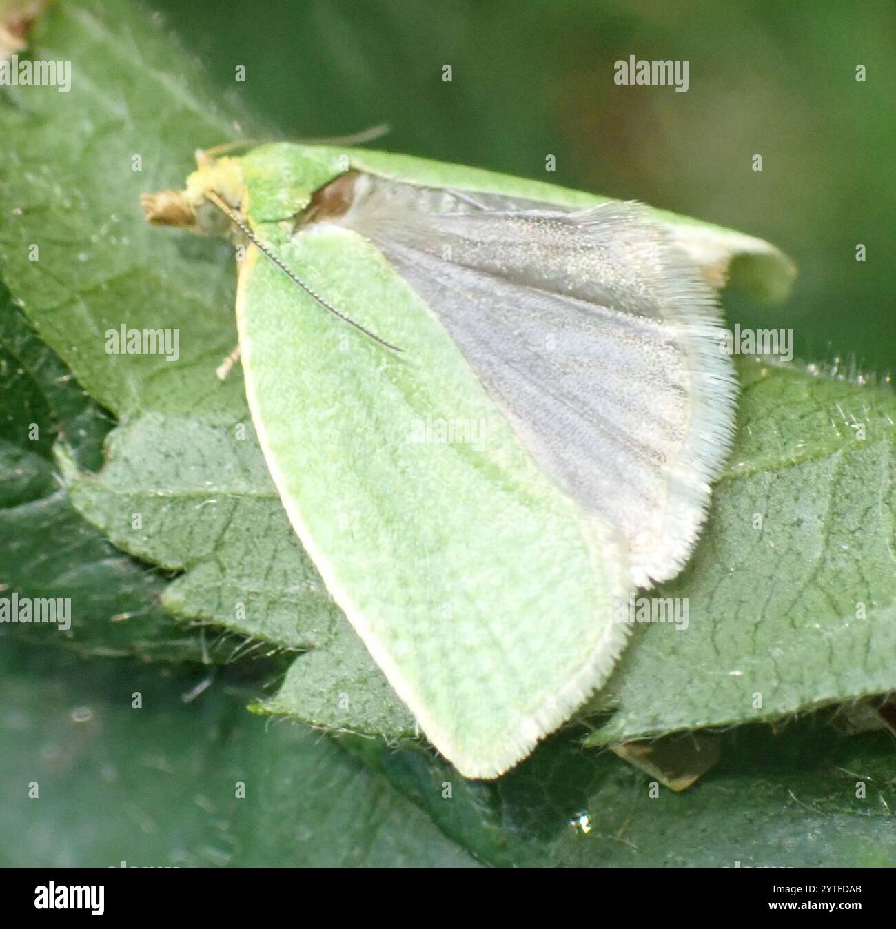 Green Oak Tortrix (Tortrix viridana Stock Photo - Alamy