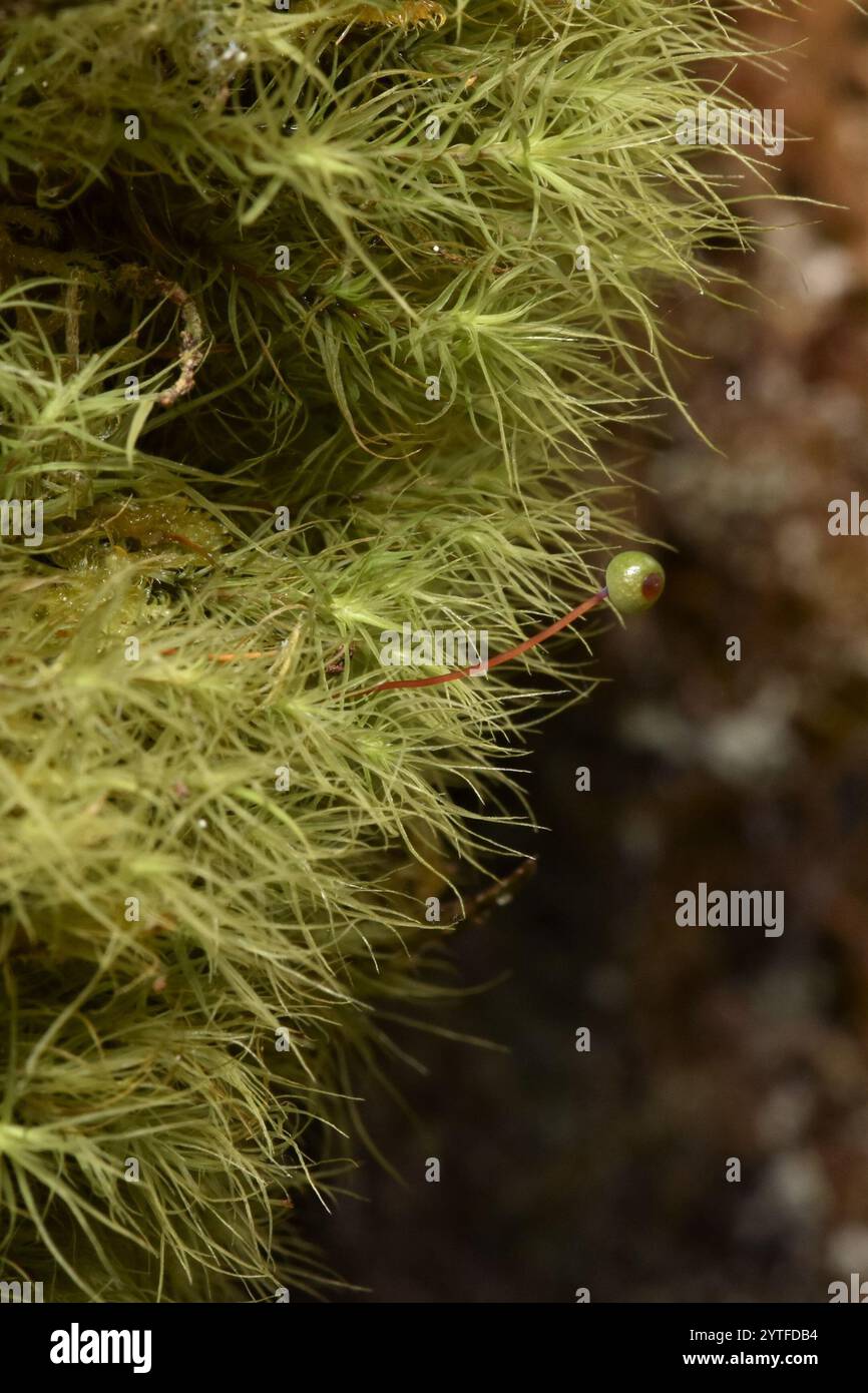 Common Apple-moss (Bartramia pomiformis Stock Photo - Alamy