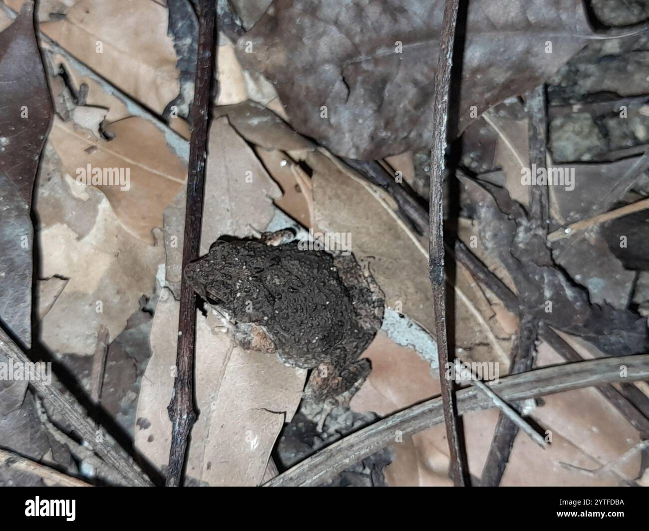 Tungara frog hi-res stock photography and images - Alamy